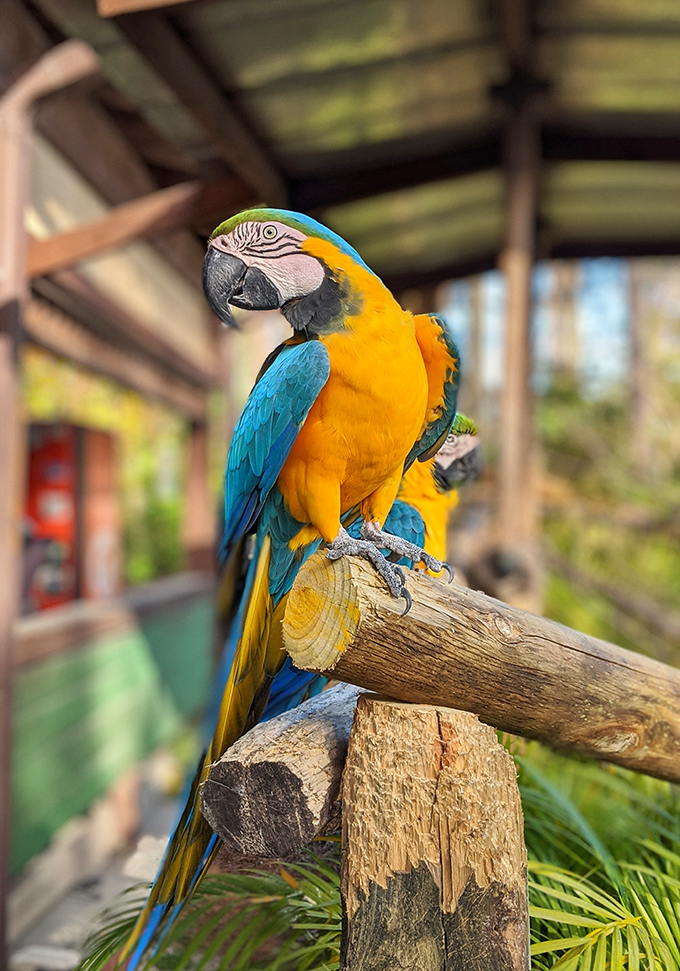 This blue-and-yellow macaw isn't just showing off its tropical plumage – it's auditioning for Florida's next top bird model.