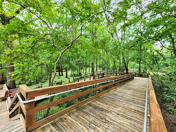 This wooden pathway isn't just a boardwalk – it's a gateway to discovery, leading visitors through Florida's natural cathedral.
