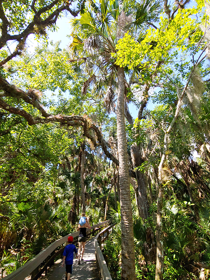 The elevated boardwalk floats visitors through three distinct ecosystems without disturbing a single palmetto frond&mdash;engineering meets conservation.