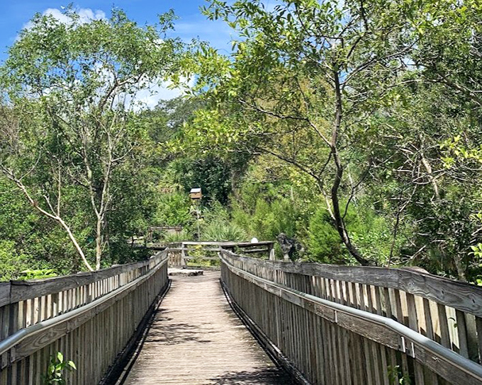 This wooden boardwalk floats above delicate ecosystems, letting visitors experience wetland wonders while keeping nature's living room undisturbed.