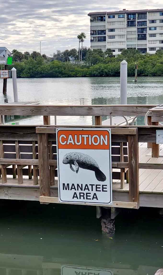Manatee area signs remind visitors to respect these gentle giants who occasionally grace these waters with their whiskered, thousand-pound presence.