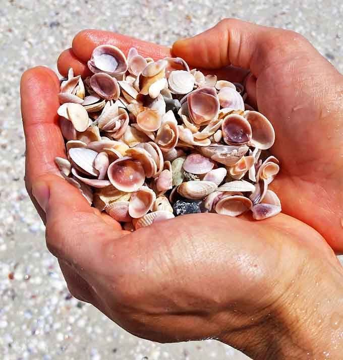Handful of happiness: Each tiny shell tells an ocean story &ndash; nature's pocket-sized souvenirs that bring more joy than any gift shop trinket.