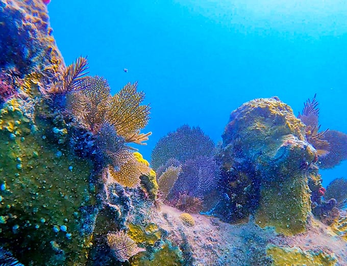 A vibrant tapestry of coral formations surrounds the statue's base, home to countless marine species in this protected underwater ecosystem.