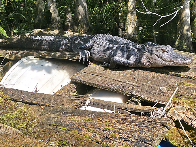 Nature's original Florida resident catching some rays &ndash; alligators have perfected the art of sunbathing for millions of years.