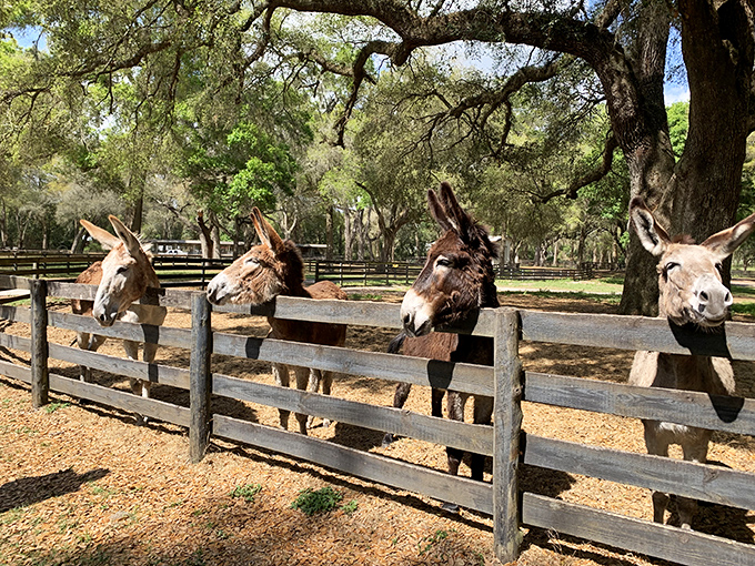 The welcoming committee at Gypsy Gold features these curious donkeys, masters of the "got any snacks?" hopeful expression.