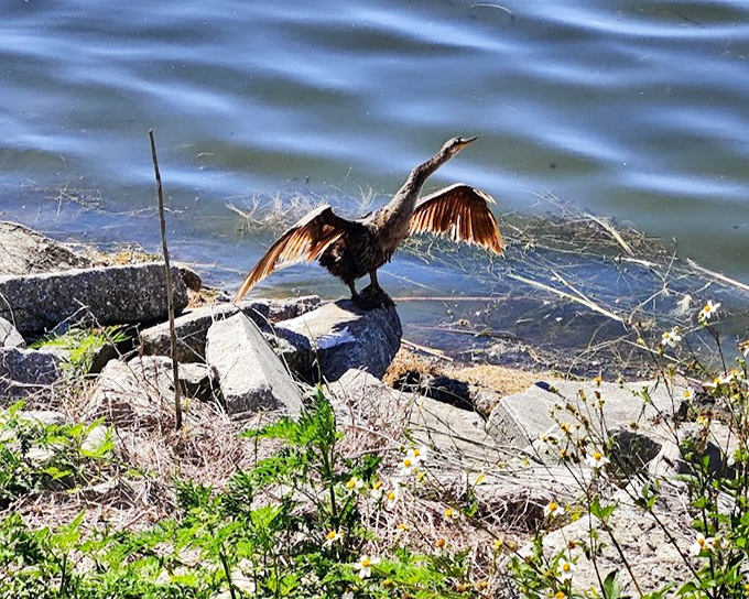 This double-crested cormorant strikes a pose that says "I'm drying my wings and looking fabulous doing it" with the confidence of a supermodel.