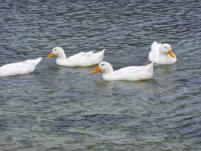 Even the ducks know a good thing when they see it, gliding across water so pristine you can count their webbed toes.