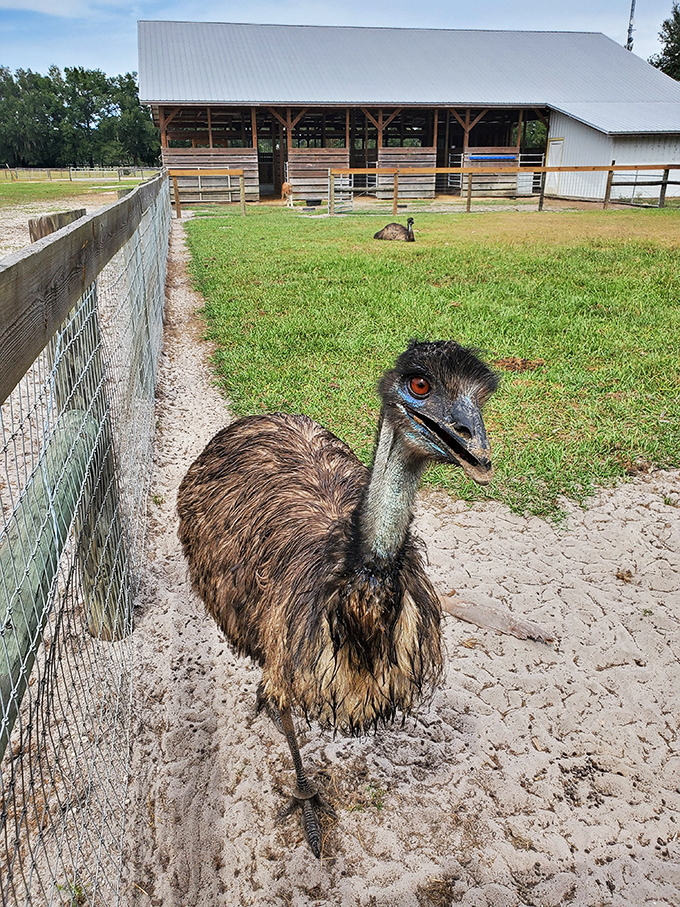 This emu looks like it's contemplating the meaning of life or plotting world domination &ndash; possibly both.
