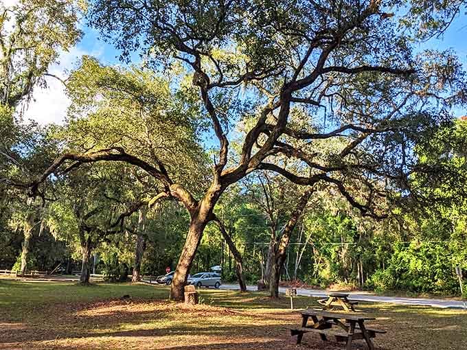 Picnic tables under ancient oaks &ndash; because sandwiches taste 73% better when eaten in the dappled shade of trees older than your grandparents.