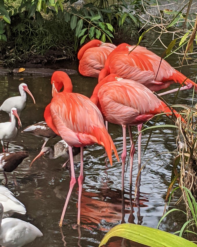The garden's flamingo flock creates a living coral sculpture against the lush greenery &ndash; Florida's iconic birds in their element.