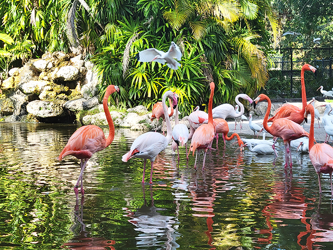 Flamingo happy hour at the pond where these social birds gather, creating a living coral reef on land that would make any interior designer jealous.
