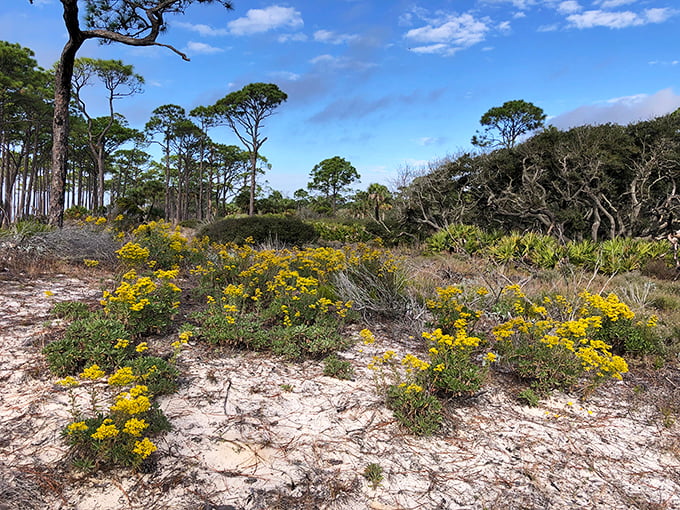 Wild goldenrod carpets the dunes like nature's own welcome mat, no landscaper required.