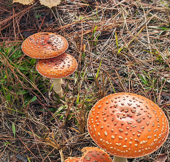 These aren't your typical mushrooms from the grocery store &ndash; these flamboyant fungi are the woodland's answer to disco balls.
