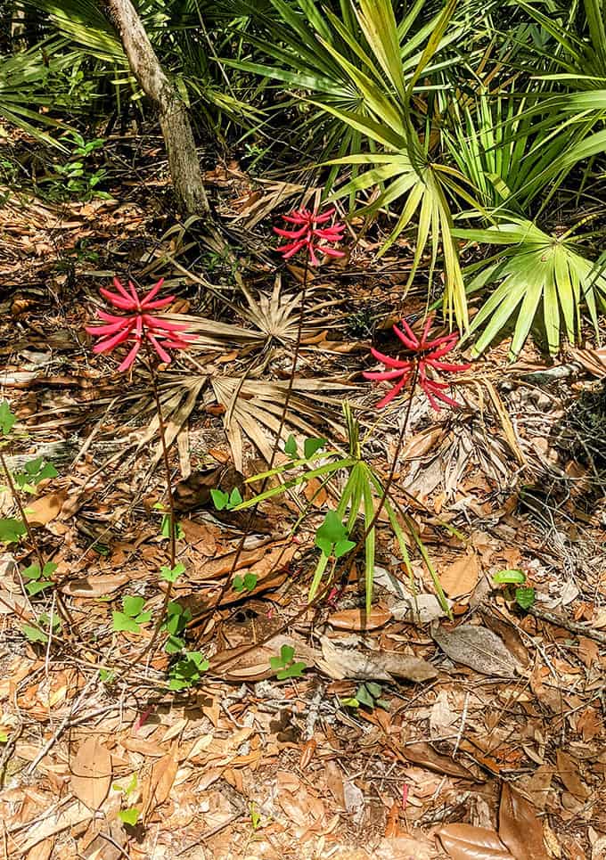 Coral bean plants add unexpected tropical flair to the forest floor, proving Florida's plant life has a flair for the dramatic.