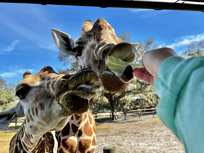 That's the shot! Getting up close to feed these magnificent giraffes is a moment of pure, joyful, large-scale, leafy-green connection.