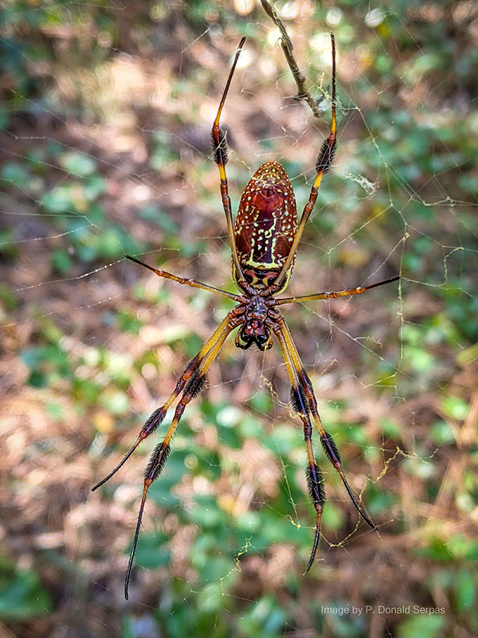 Nature's golden architect at work! This impressive orb-weaver spider showcases intricate craftsmanship with its web, a reminder of wilderness's smaller wonders.