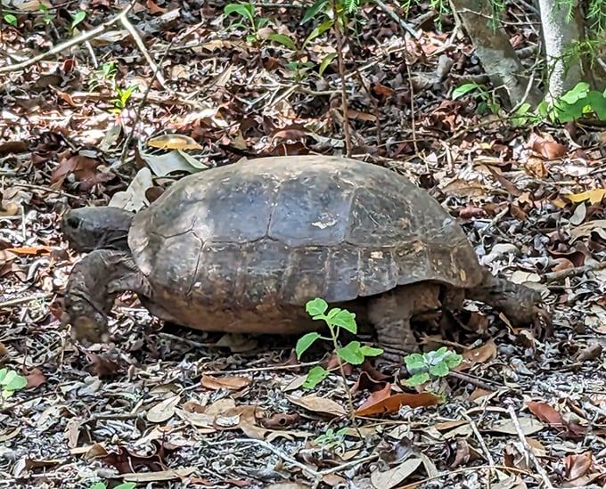 The island's resident gopher tortoise ambles along, carrying its prehistoric-looking shell like it's wearing the world's heaviest backpack.