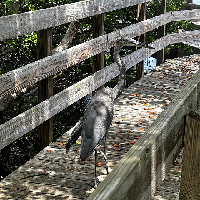 A Great Blue Heron strikes a pose on the boardwalk, clearly understanding the concept of owning your runway moment.