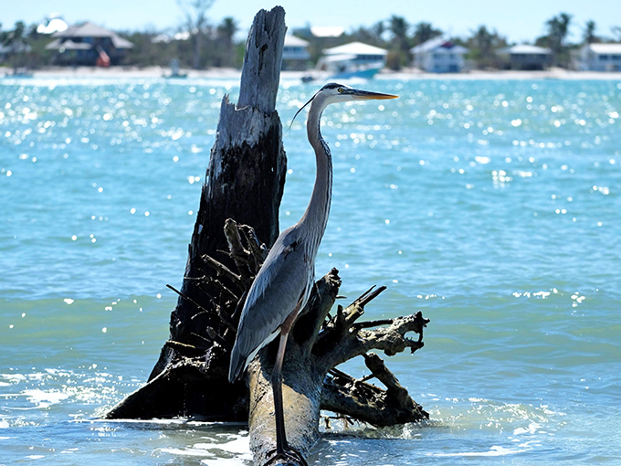 This Great Blue Heron strikes a majestic pose, seemingly aware it's the most photogenic resident of the island's diverse wildlife community.