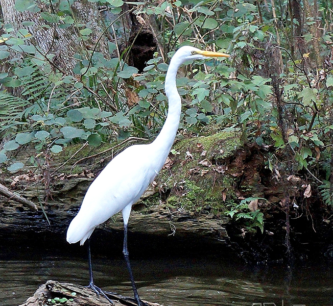 The great egret, nature's own supermodel, strikes a pose along the shoreline &ndash; all elegance and patience as it hunts for its next meal.