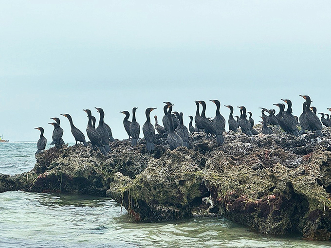 The cormorant welcoming committee strikes dramatic poses on their rocky perch&mdash;these avian residents seem to know they're the true owners of this sanctuary.