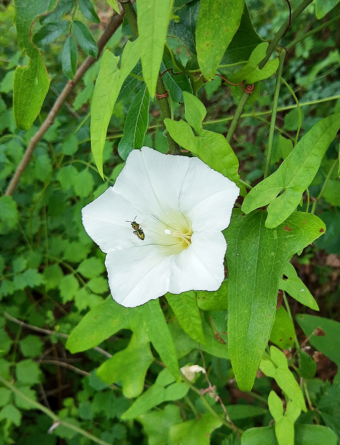 Hedge bindweed: Nature's perfect white trumpet blooms amid green chaos, a delicate reminder of Florida's botanical diversity that ancient residents knew well.