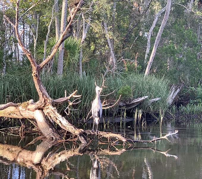 A great blue heron strikes a pose worthy of a wildlife magazine cover, seemingly aware of its status as river royalty.