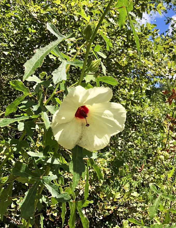 A delicate hibiscus bloom stands as nature's welcome sign, its crimson center a perfect complement to the spring's azure waters nearby.