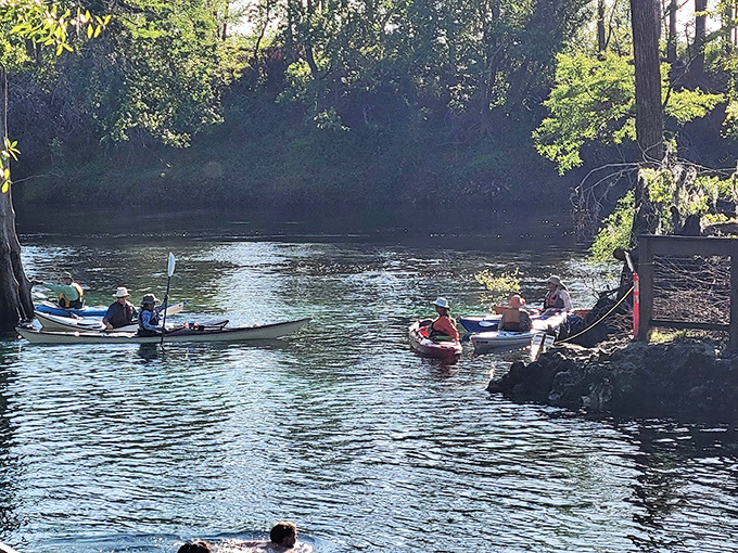 Kayaking: Paddlers navigate the meeting point of worlds, where crystal spring water merges with the tea-colored Withlacoochee River in perfect harmony.