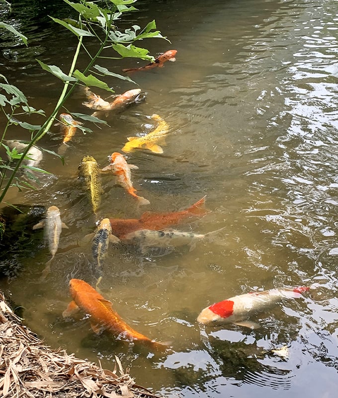 Koi fish glide through the water with more grace than most people display on dry land, their colors catching sunlight like swimming jewels.