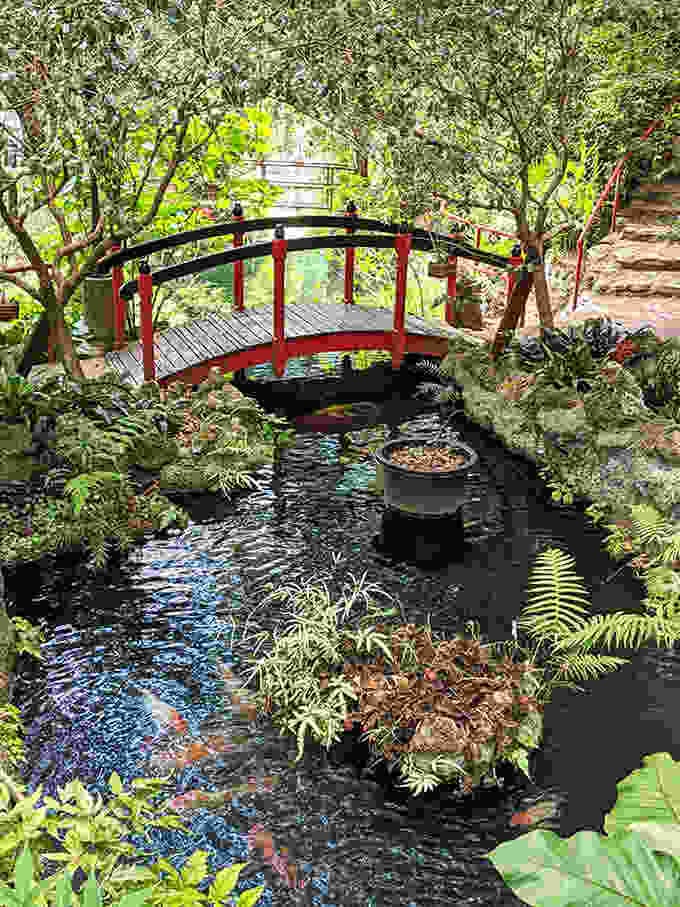 Koi glide beneath the crimson bridge, their orange-gold bodies flashing like underwater treasure in this aquatic ballet.
