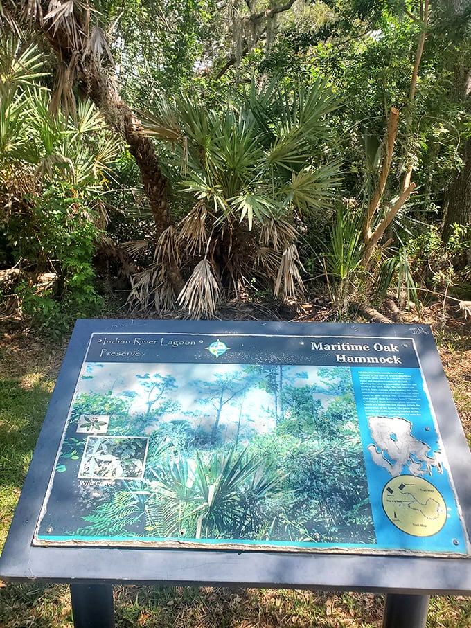 An informative sign details the ecological importance of the Maritime Oak Hammock, educating visitors about this critical and increasingly rare Florida habitat.
