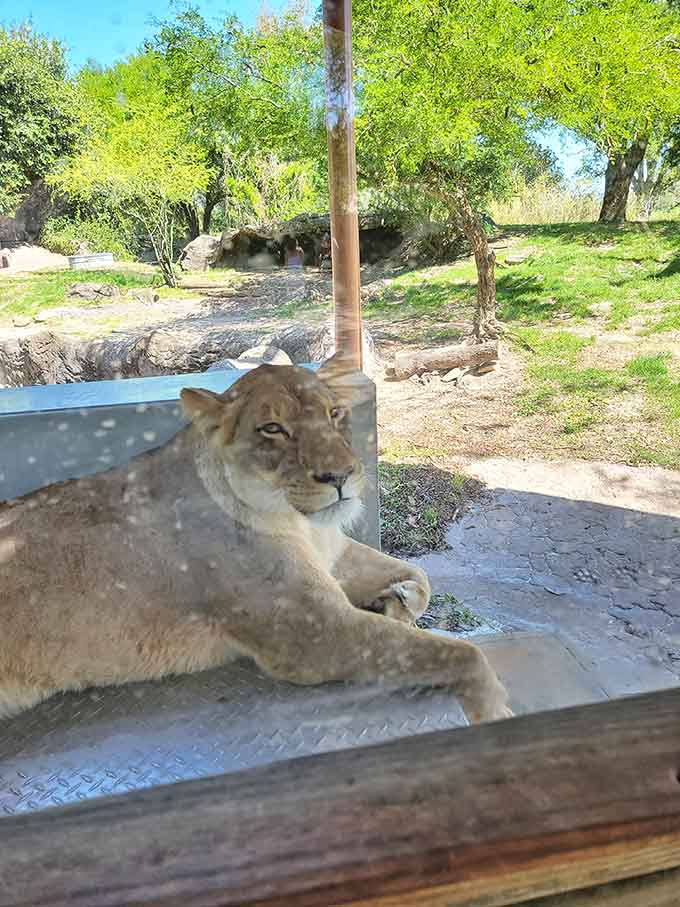 Wait, that's a lioness, which definitely isn't native to Florida, suggesting this image might be from a nearby attraction rather than the preserve itself.