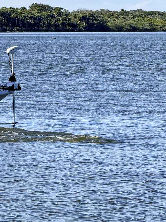 Dolphins and manatees call these tranquil waters home, making every boat trip feel like a private wildlife documentary.