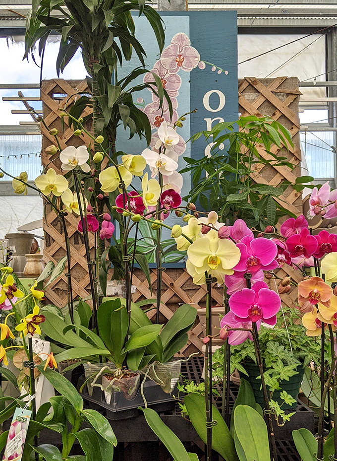 Orchids showing off their exotic blooms &ndash; these botanical divas demand attention and absolutely deserve every bit of it.