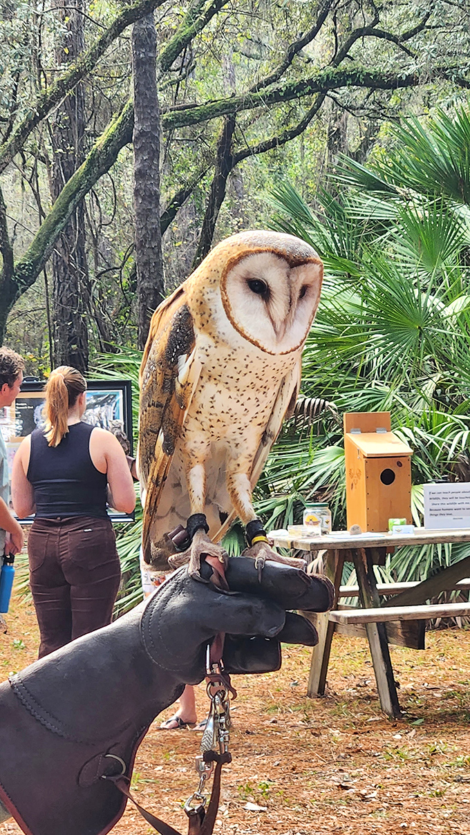 A wise resident greets visitors &ndash; this barn owl serves as an unofficial ambassador, reminding us that Devil's Millhopper is home to diverse wildlife.