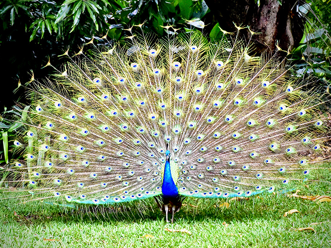 "I'm ready for my close-up!" A resident peacock displays nature's version of haute couture in a dazzling feathered spectacle.