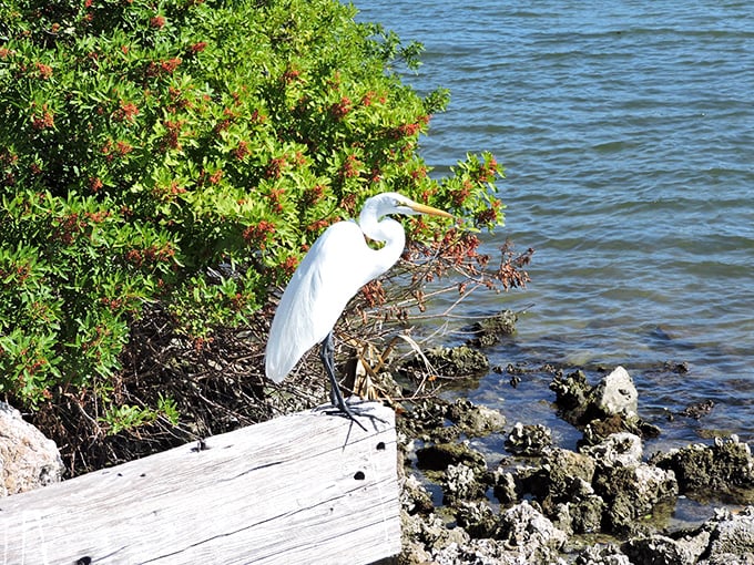 The patient hunter: A great egret stands sentinel among the mangroves, demonstrating the art of stillness that humans rarely master.