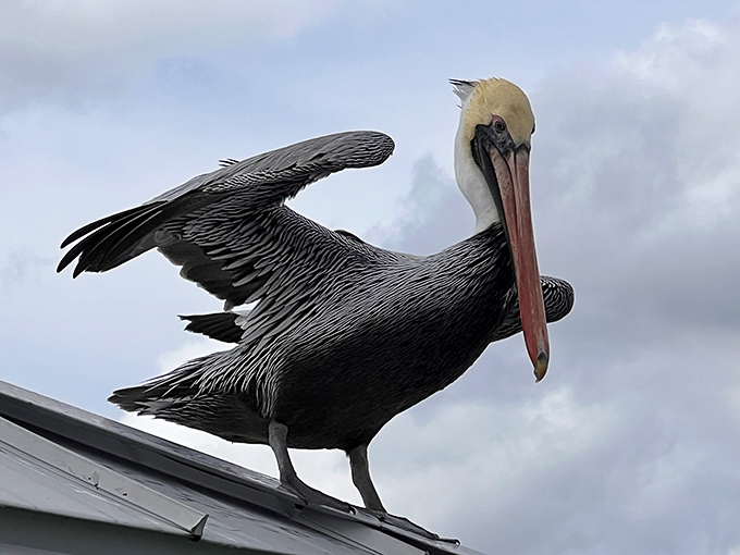Feathered dignitary: With the posture of a retired general and the beak of a seasoned fisherman, this pelican surveys his namesake kingdom.