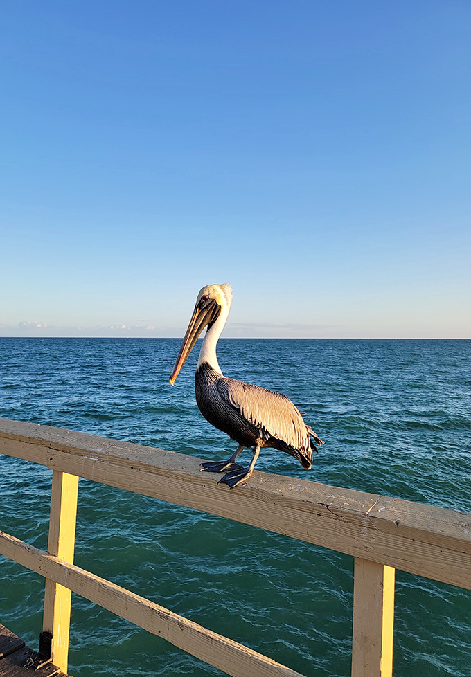 This pelican has mastered the art of beachfront living, surveying his domain with the confidence of a feathered local who pays no rent.