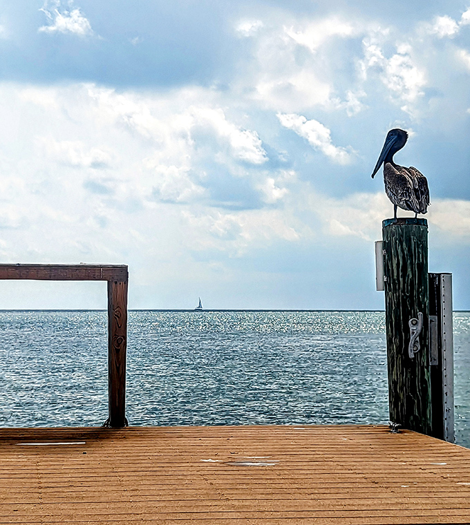A pelican holds court at sunset, probably thinking, "Tourists come and go, but I've got the best real estate in the Keys."