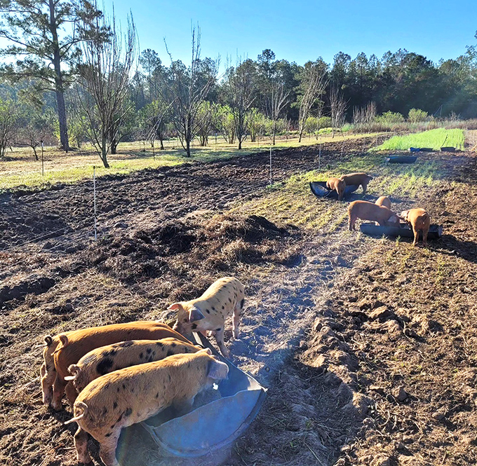 These happy pigs are living their best lives as nature's recyclers, turning scraps into soil gold with enthusiastic snouts.