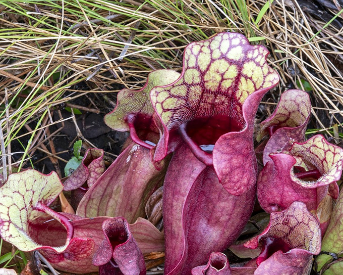 Nature's most elegant death traps &ndash; these pitcher plants dress to kill with burgundy hues and deadly digestive cocktails.