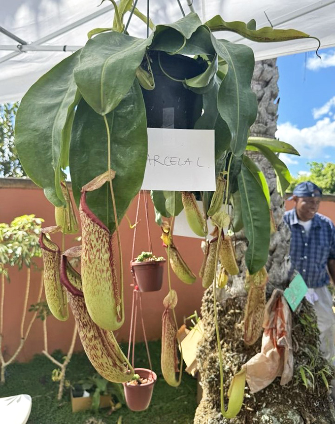 These carnivorous pitcher plants dangle like nature's cocktail glasses, ready to serve up a special insect surprise.