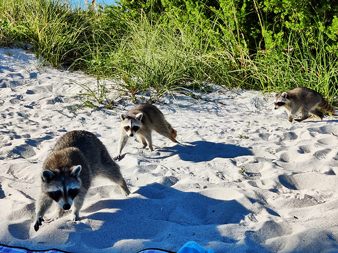 The park's notorious "beach bandits" patrol the sand, their adorable faces masking their talent for unattended picnic basket heists.