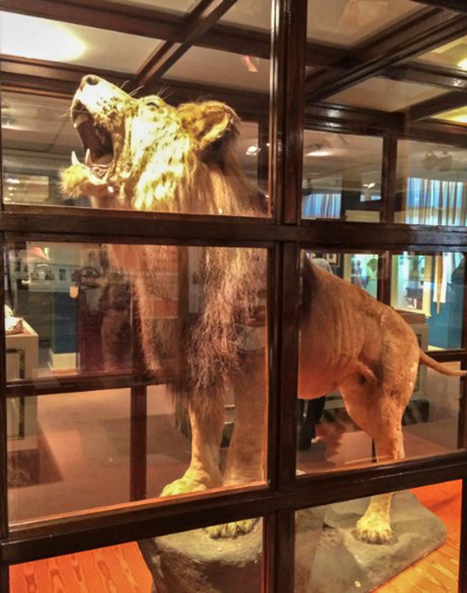 The taxidermy captures Rota's powerful presence, his majestic mane and stance still commanding respect decades after his roar fell silent.