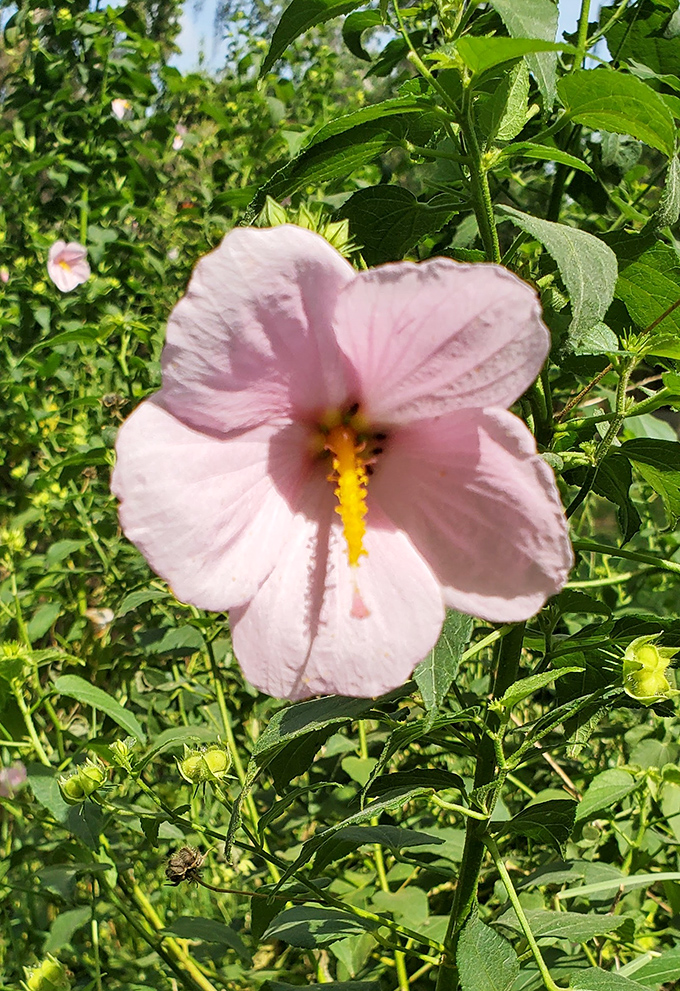 Delicate pink saltmarsh mallow adds a touch of color to the ruins, nature's gentle reminder of beauty amid complicated history.