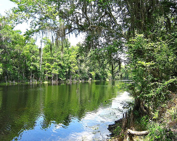 The Santa Fe River's crystal-clear waters offer a refreshing escape where you can spot turtles, fish, and maybe your own reflection.
