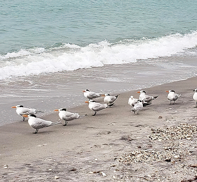 Nature's welcoming committee lines up along the shoreline – royal terns gather at the water's edge during their daily beach patrol.