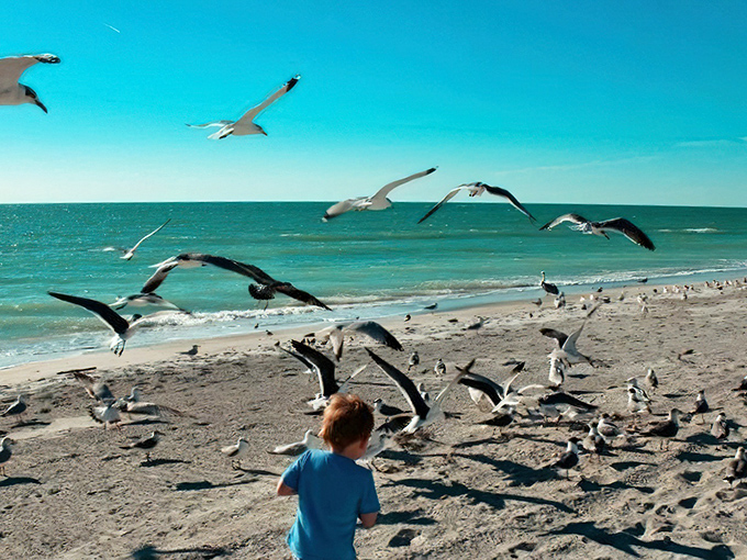 Seagulls perform their aerial ballet against a backdrop of turquoise waters, entertaining beachgoers with their acrobatic dives for treats.